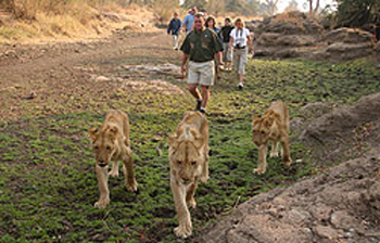 Walk With Lions
