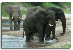 Zimbabwe Animals - the Big Five, and animals found around Zimbabwe