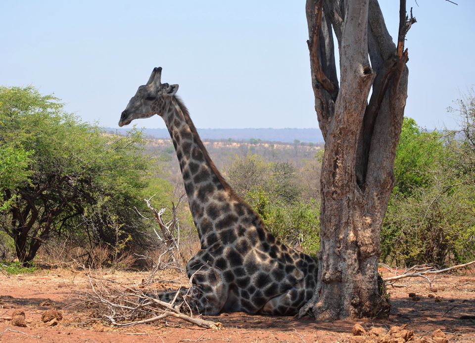 African Giraffe