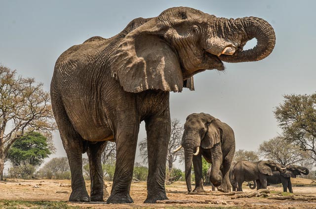 Zimbabwe Animals - interesting wild animals found in Zimbabwe
